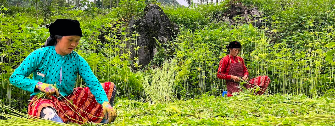 Hemp Hmong Việt Nam - Tinh Hoa Văn Hóa Dân Tộc Mông